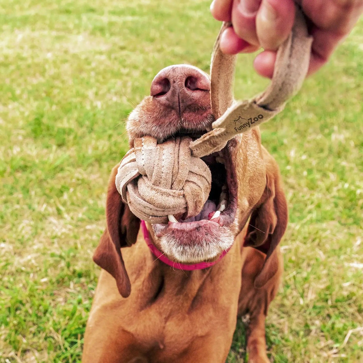 Funny Zoo Suede Knot – The Dog Grocer